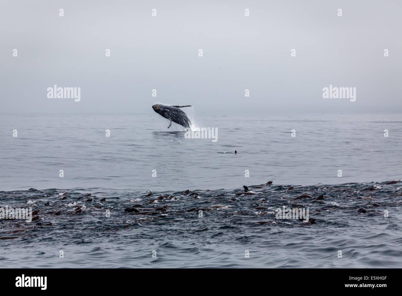 Humpback whale breaching behind sea lion pod Stock Photo - Alamy