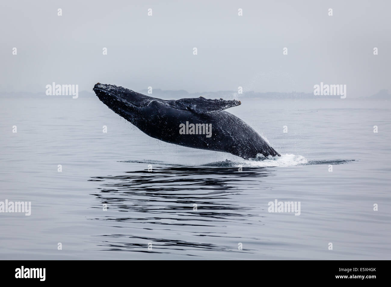 Whale closeup hi-res stock photography and images - Alamy