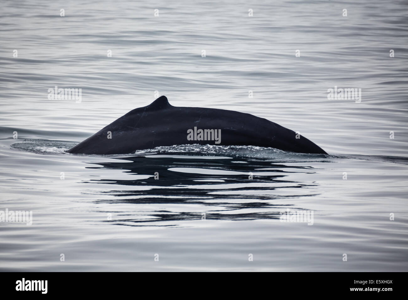 Close up of the humpback whale's fin barely disturbing the water Stock ...