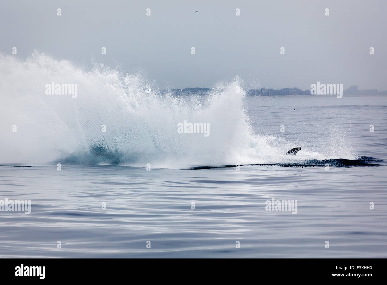 Humpback whale splash Stock Photo - Alamy