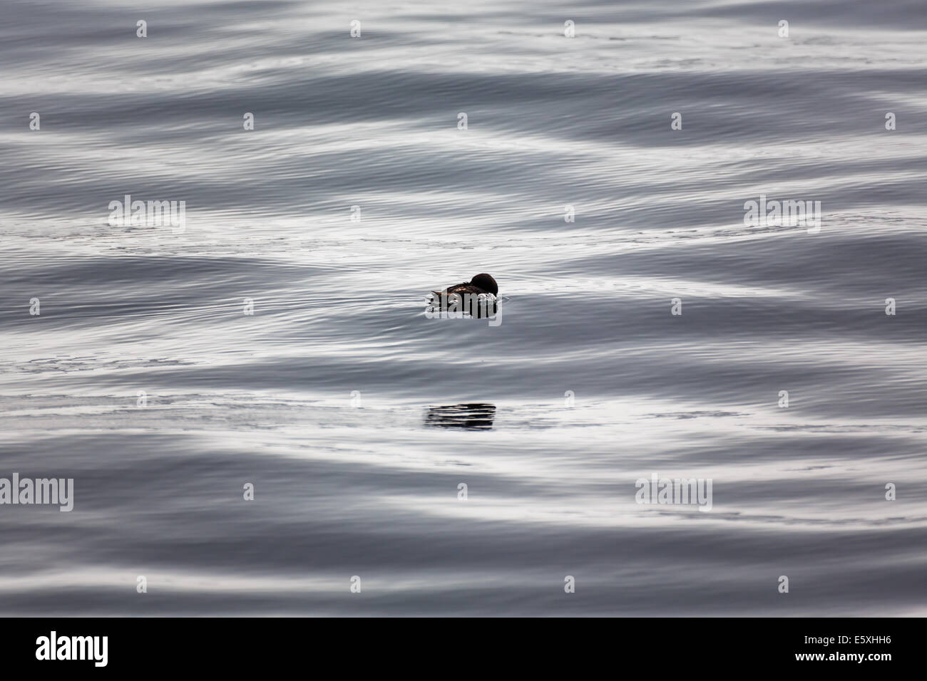 Ocean bird riding the waves in the morning light Stock Photo - Alamy