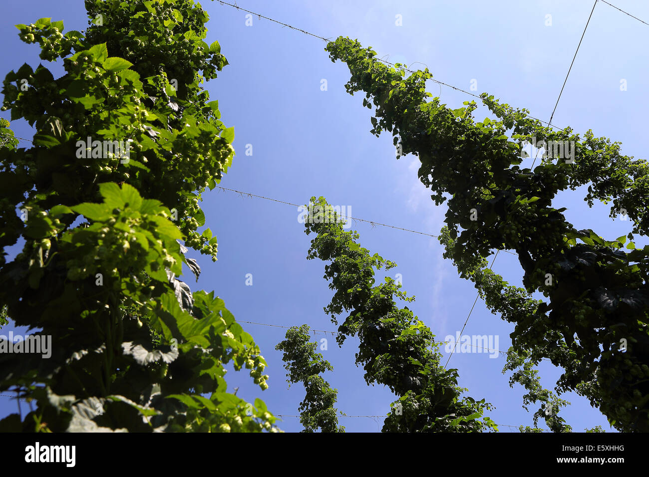 Cultivation of hops in a field in Bavaria, Germany Stock Photo - Alamy