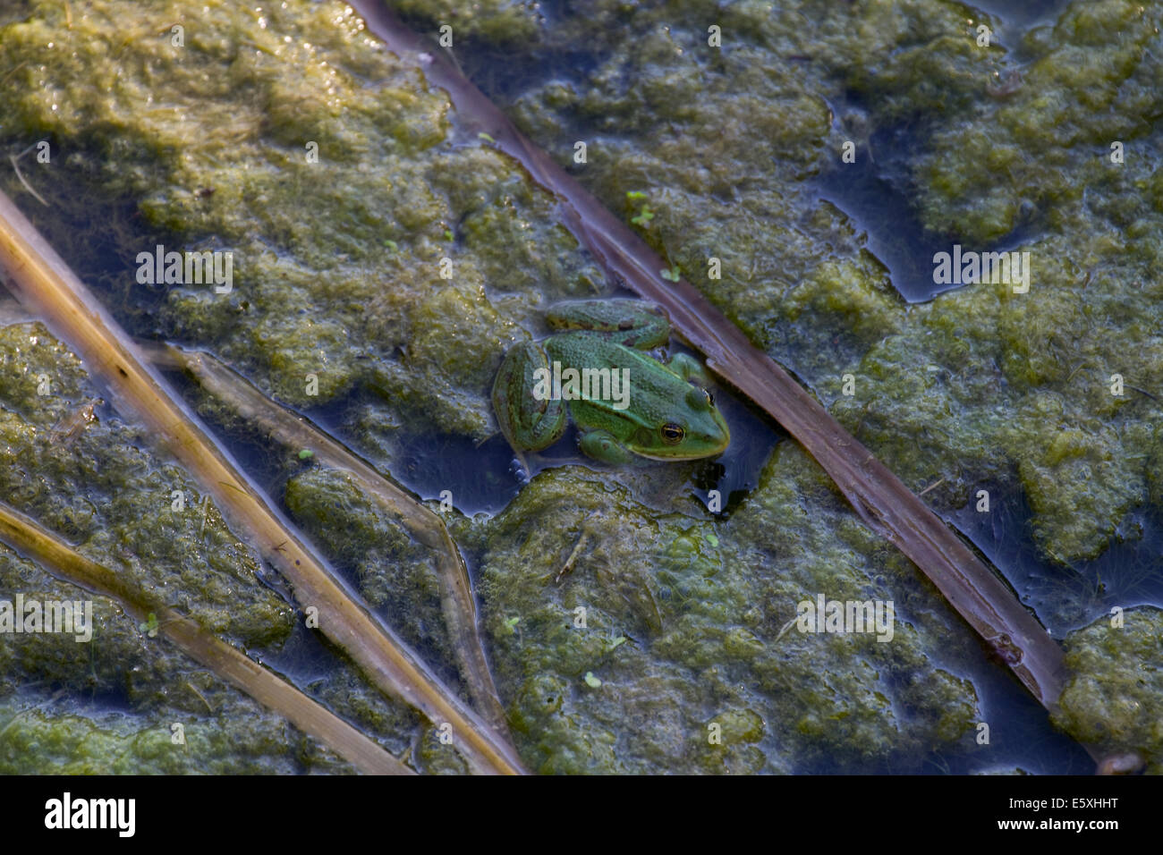 Frog amongst weed in stream. Corfu. Greece Stock Photo - Alamy