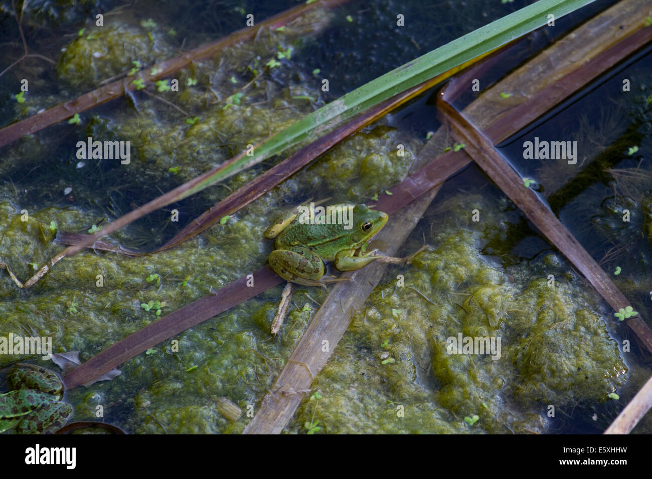 Frog amongst weed in stream. Corfu. Greece Stock Photo - Alamy