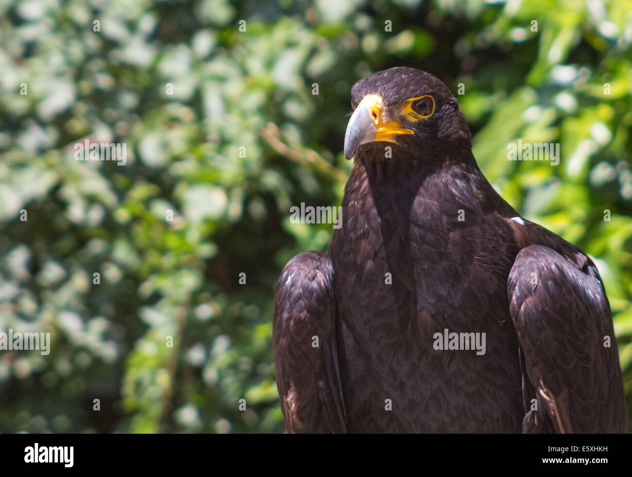 Large size Eagle Inn in soil Stock Photo - Alamy
