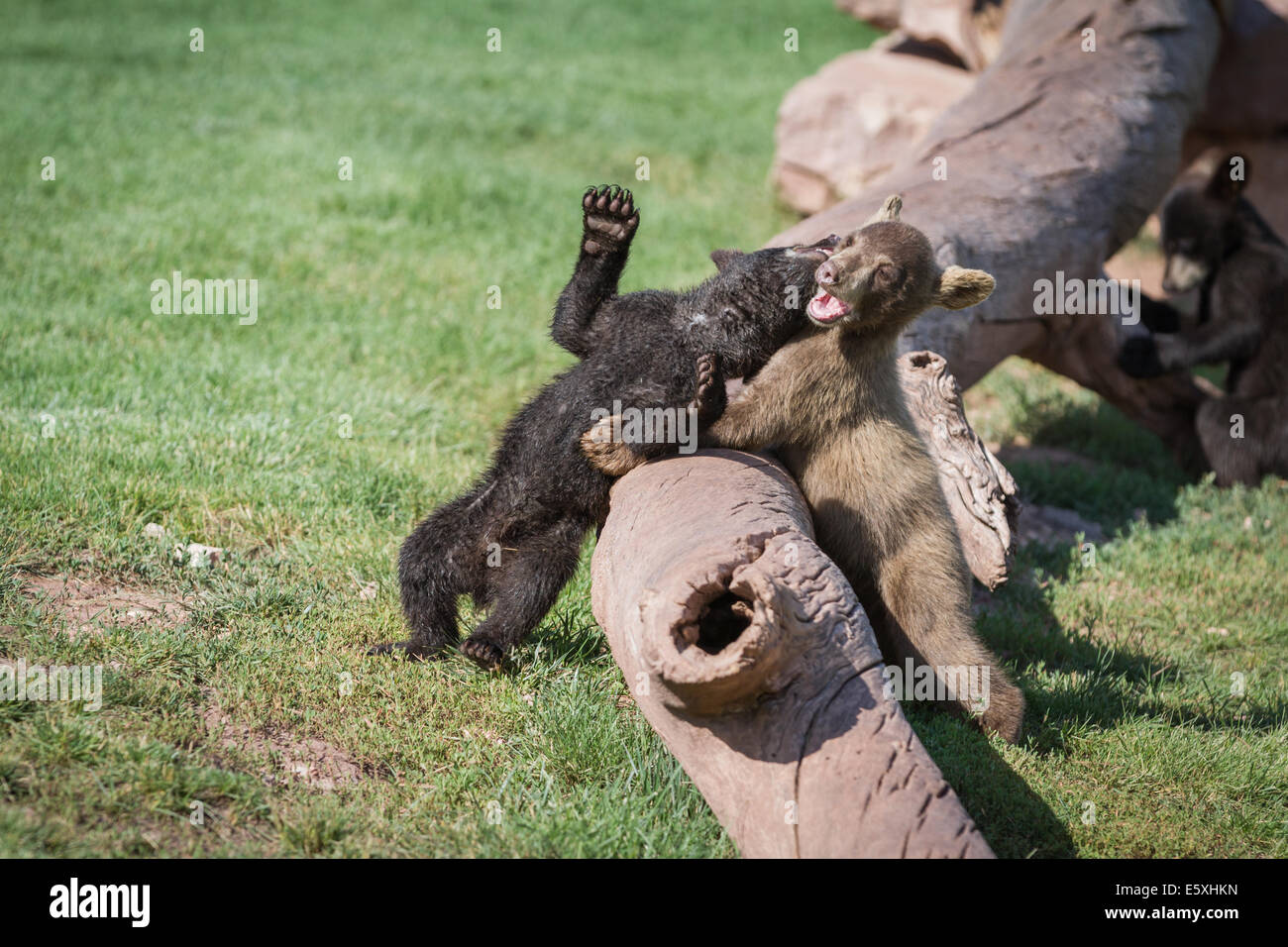close up of two bear cubs playing rough on green grass Stock Photo - Alamy