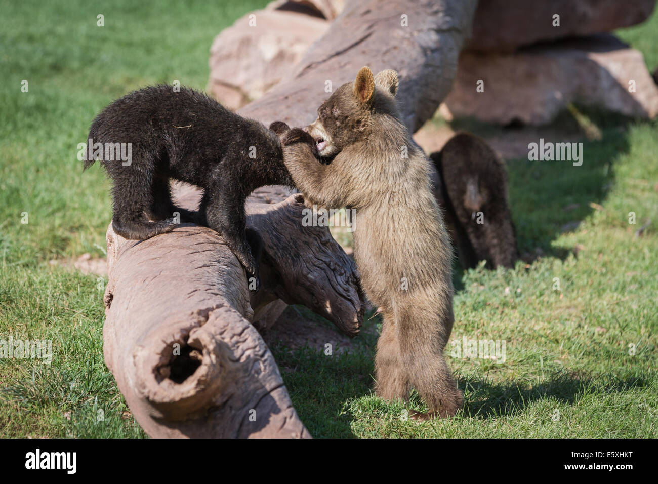 close up of two bear cubs playing rough on green grass Stock Photo - Alamy