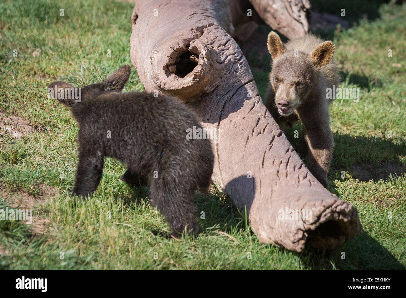close up of two bear cubs playing rough on green grass Stock Photo - Alamy
