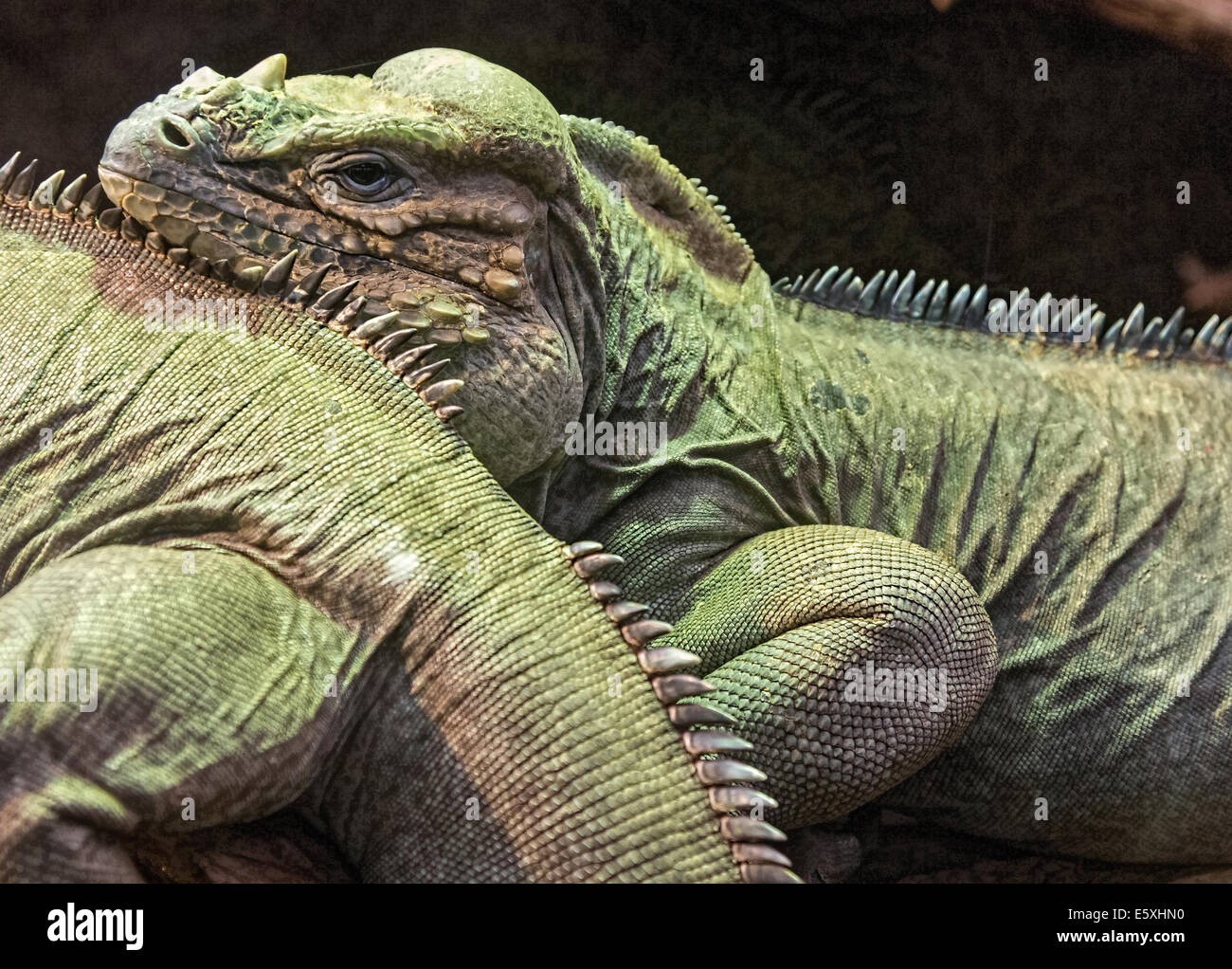 large rhino lizard Stock Photo - Alamy