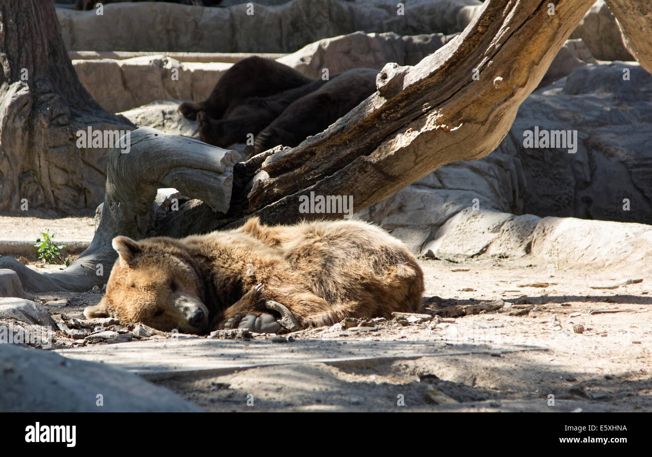 brown bear sitting so funny Stock Photo - Alamy