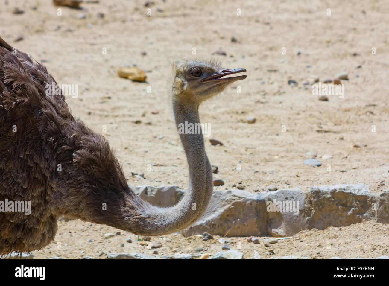 old African ostrich Stock Photo - Alamy