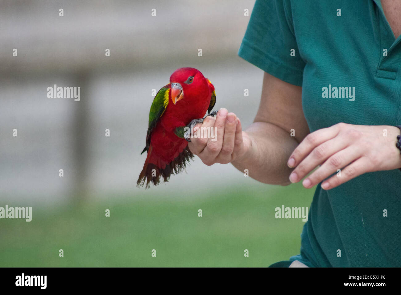 exotic red bird in the hands of their caregiver Stock Photo - Alamy
