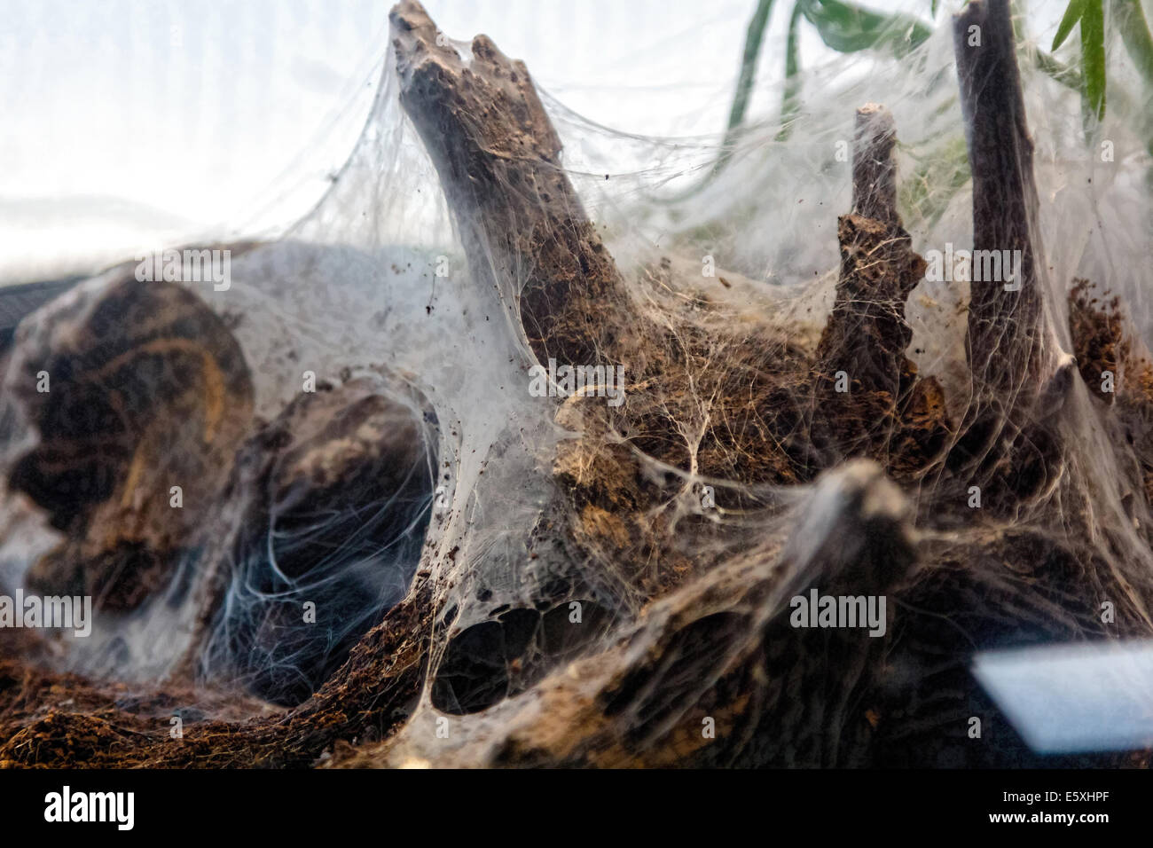 nest of a tarantula spider climb on a rock Stock Photo - Alamy