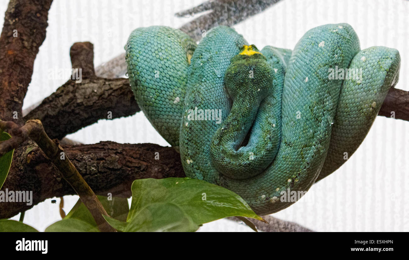 jungle Green Snake Stock Photo - Alamy