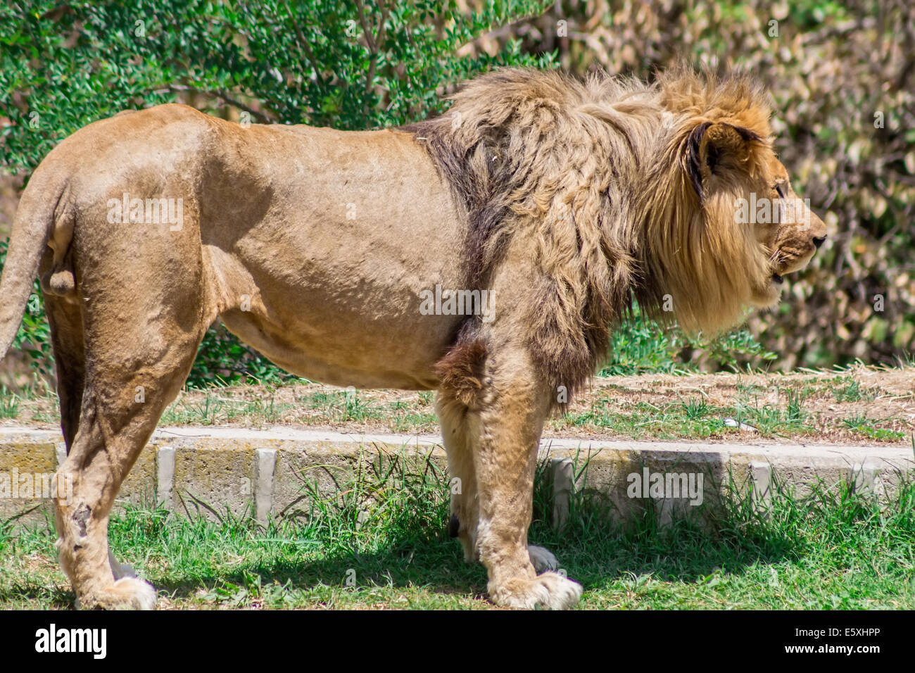 African lion with a large mane hi-res stock photography and images - Alamy