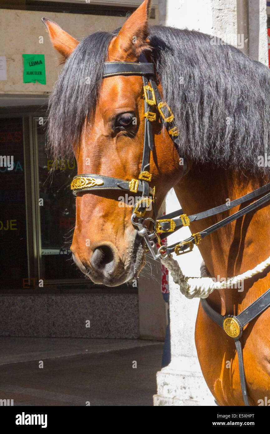 Magnificent stallion hi-res stock photography and images - Alamy