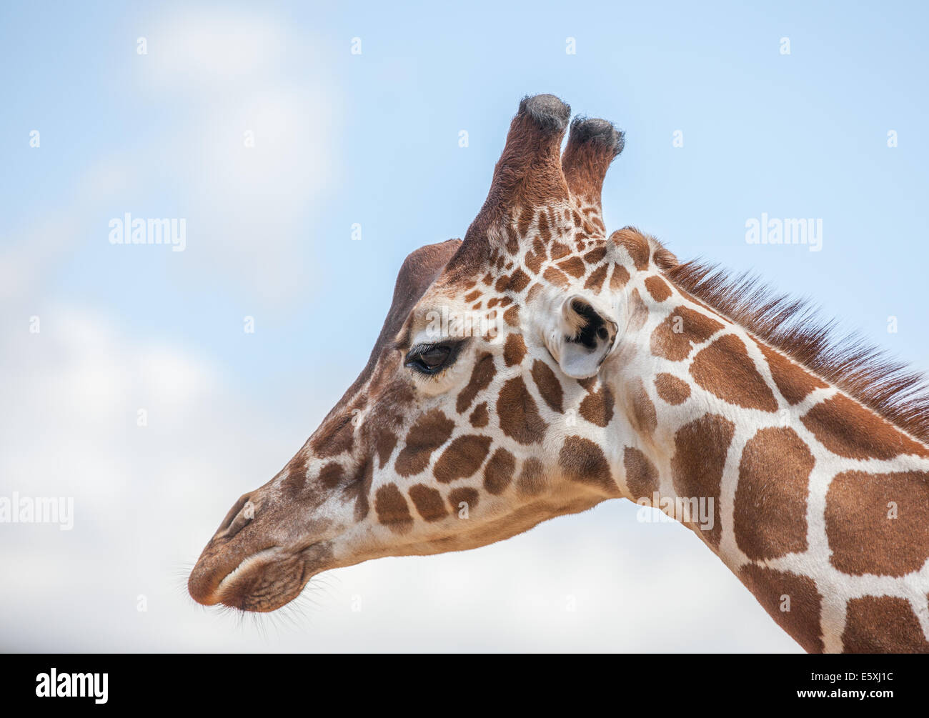 Giraffe nose hi-res stock photography and images - Alamy