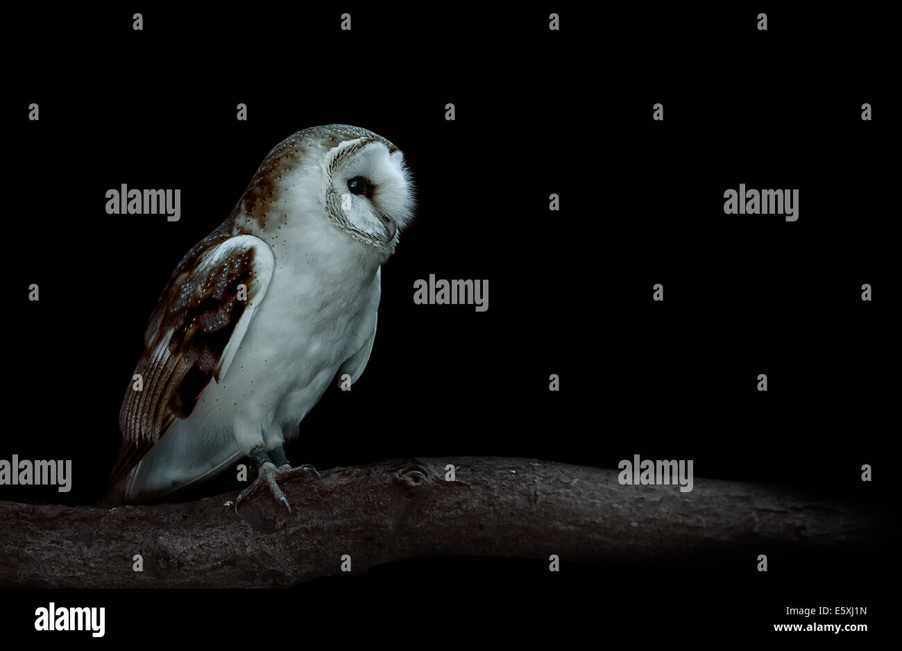 Barn owl in the country side Stock Photo - Alamy