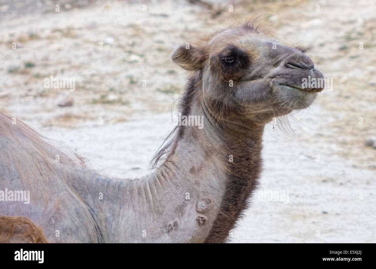 Arabian camel face hi-res stock photography and images - Alamy
