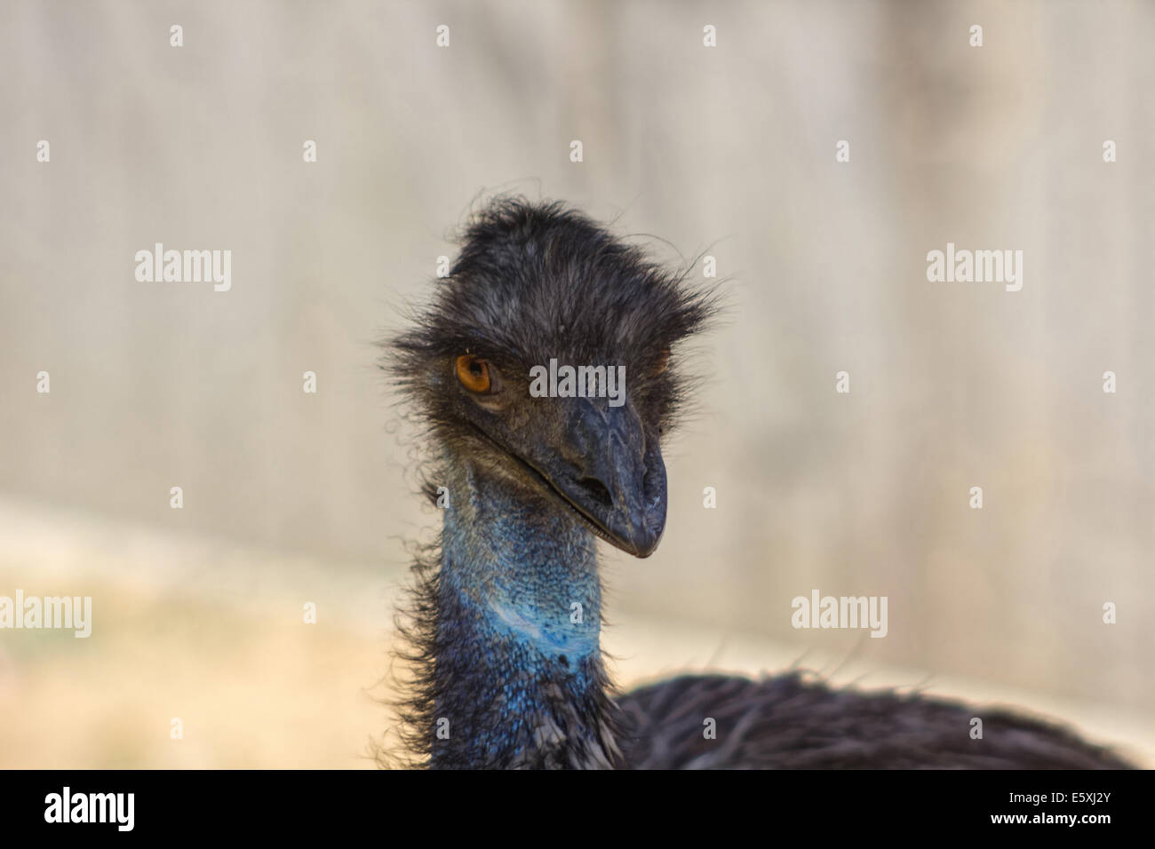 emu head, big eyes Stock Photo - Alamy