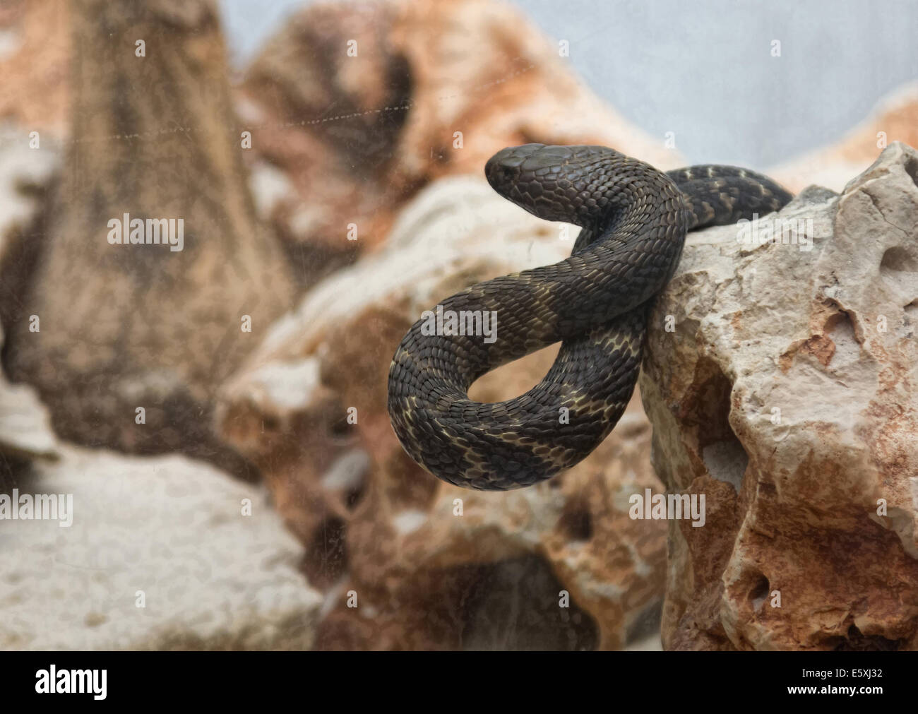 snake in desert areas Stock Photo - Alamy