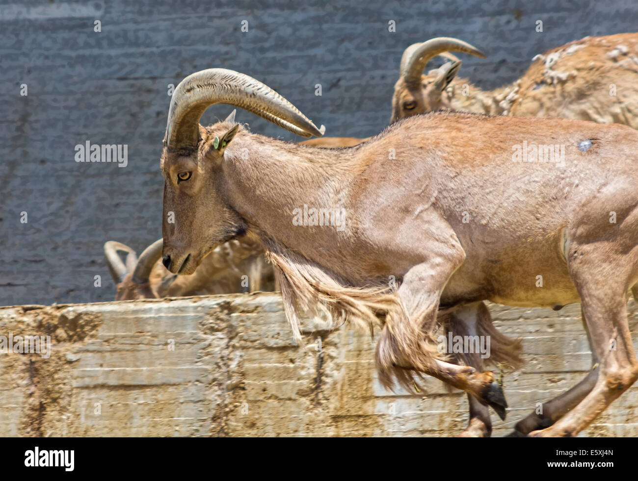 European mountain goats with big horns Stock Photo - Alamy