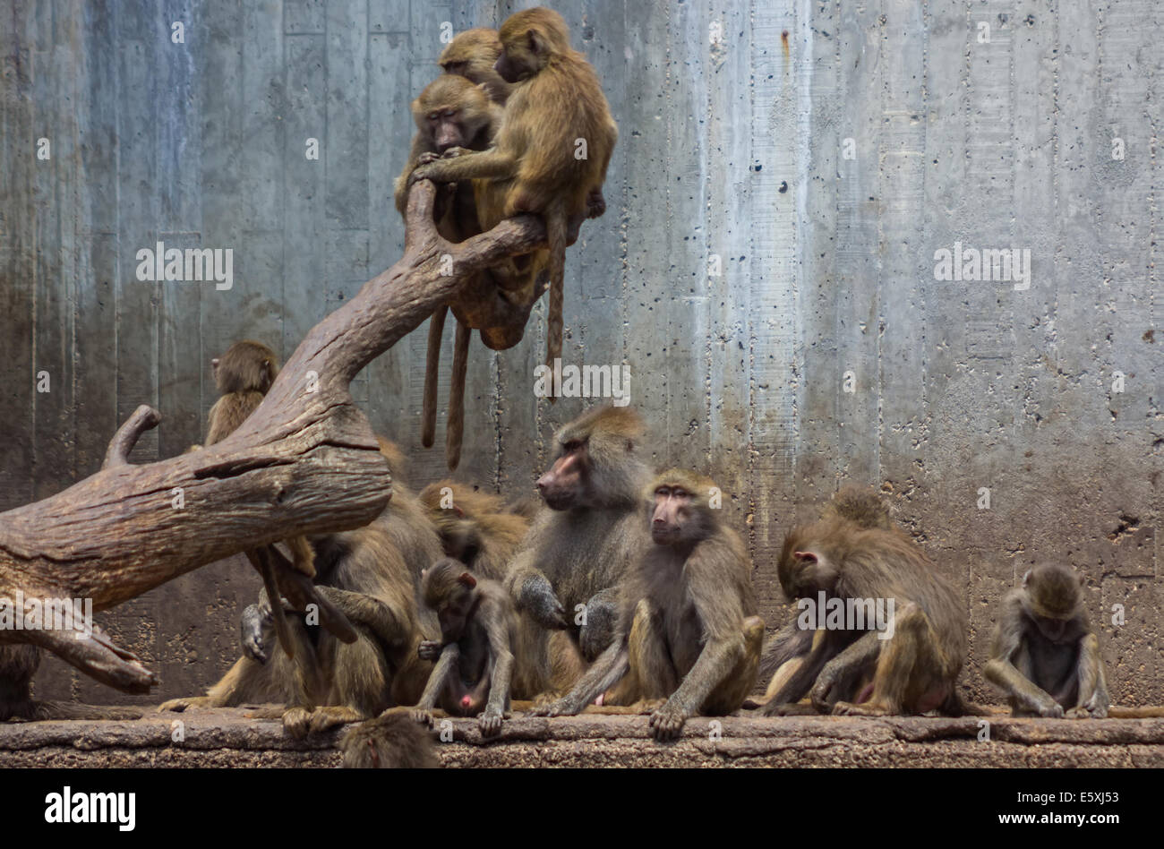 family of baboons play on a tree Stock Photo - Alamy