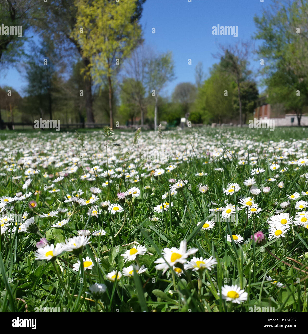 Full daisies hi-res stock photography and images - Alamy