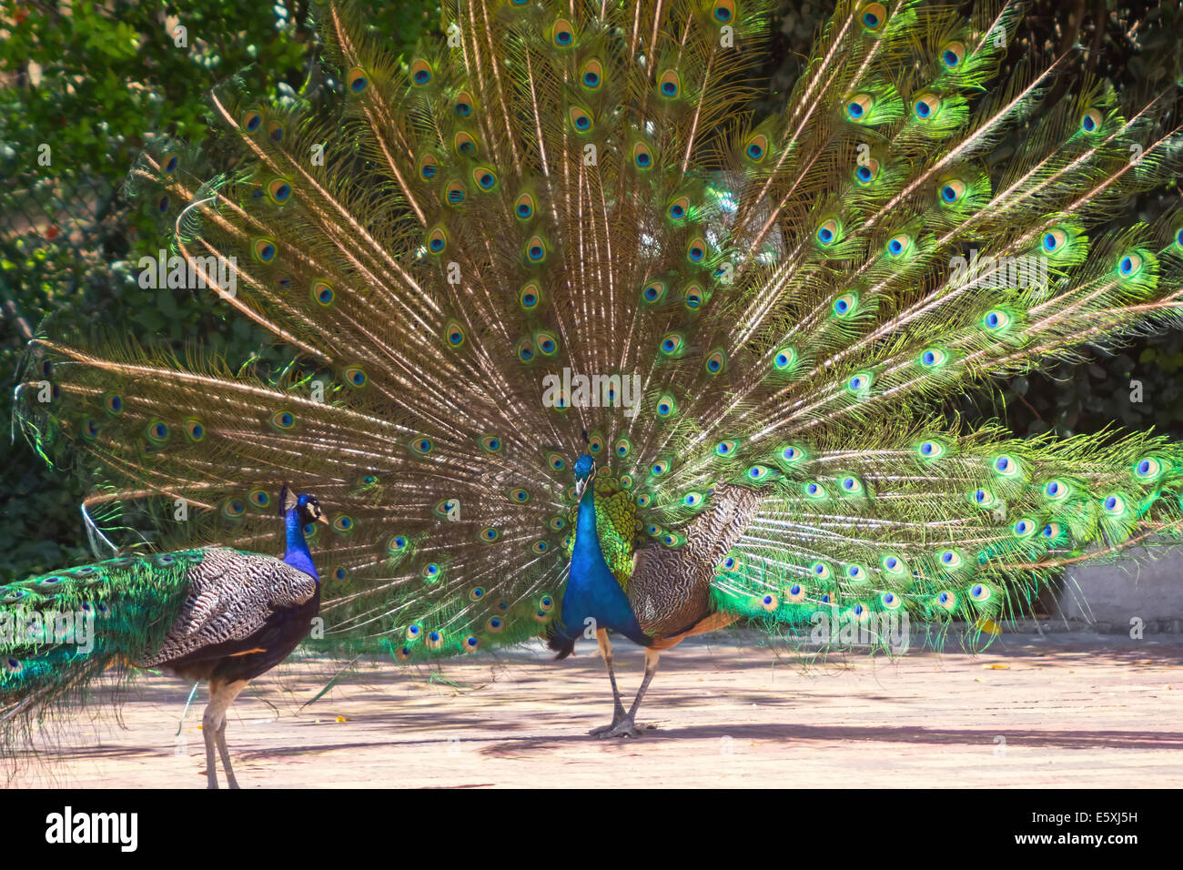 peacock with colorful tail fanned Stock Photo - Alamy