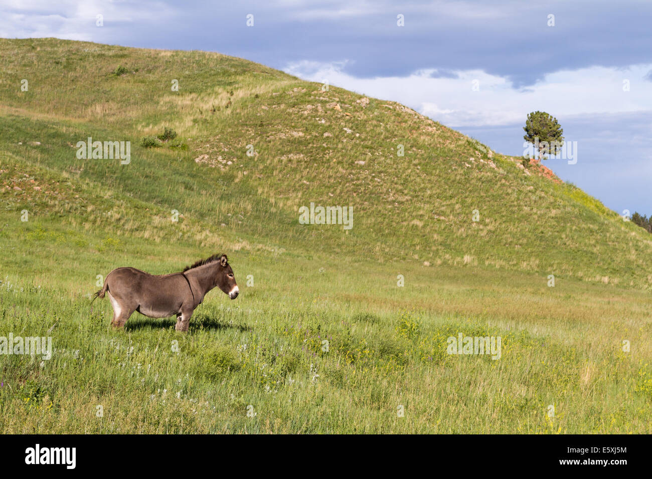 lone wild burro on green grass in Custer state park South Dakota Stock ...