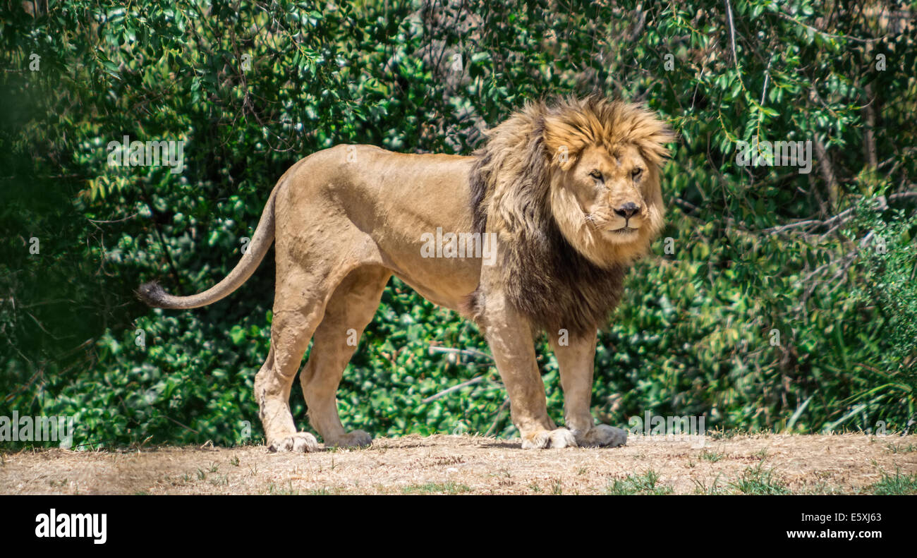 African lion with a large mane hi-res stock photography and images - Alamy