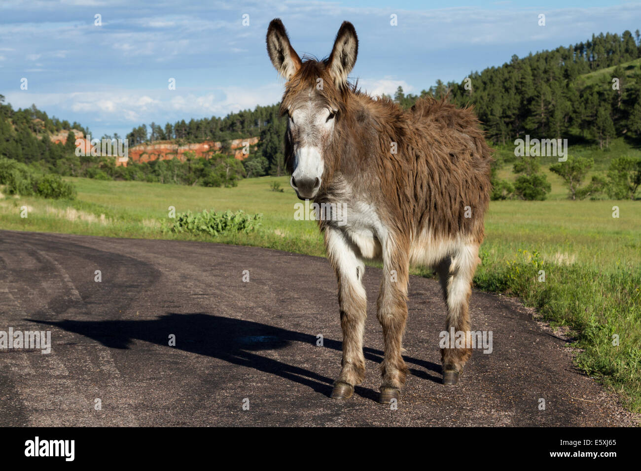 lone wild burro on the road in Custer state park South Dakota Stock ...