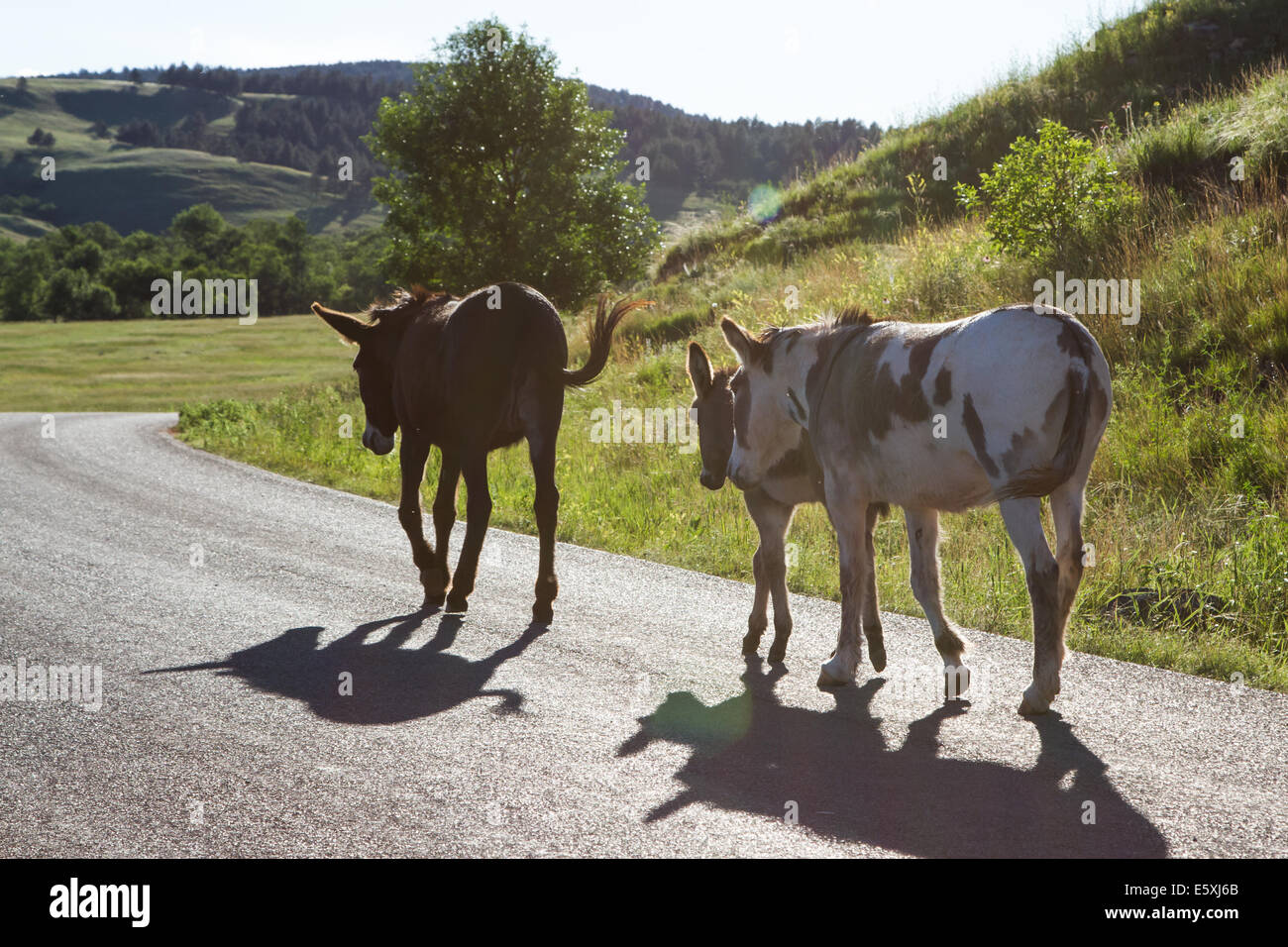 Pack burro hi-res stock photography and images - Alamy
