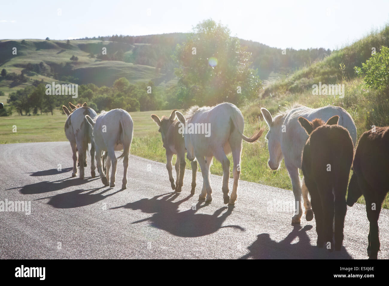 Pack burros hi-res stock photography and images - Alamy