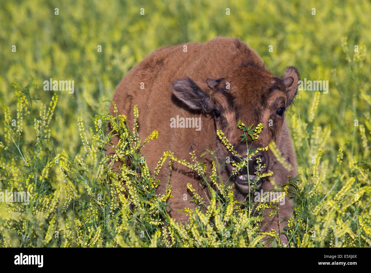 Buffalo calf walking on hi-res stock photography and images - Alamy