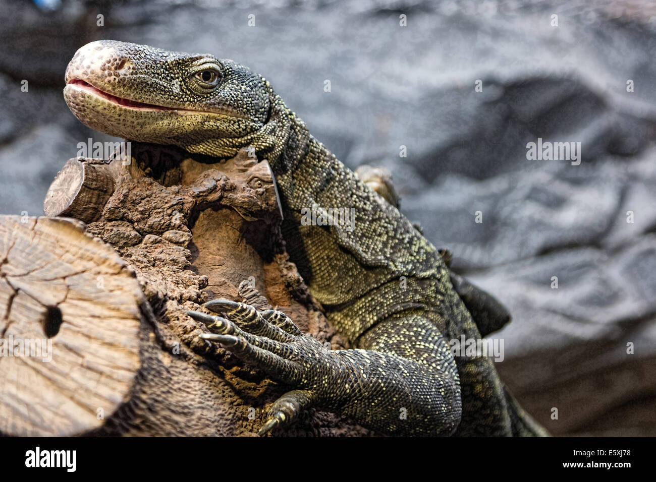 oversized lizard resting on a branch Stock Photo - Alamy