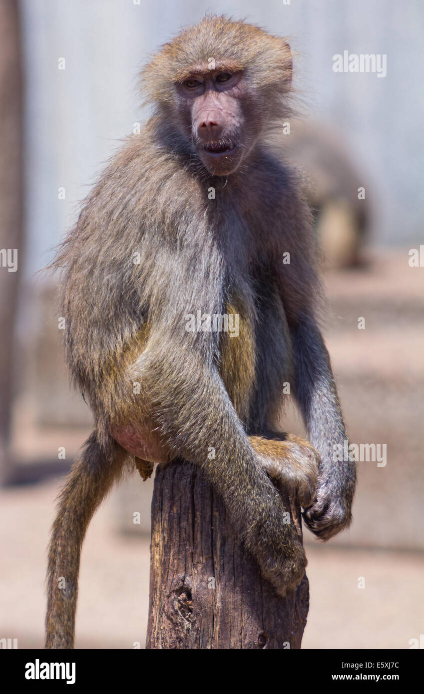 Baboon head hi-res stock photography and images - Alamy