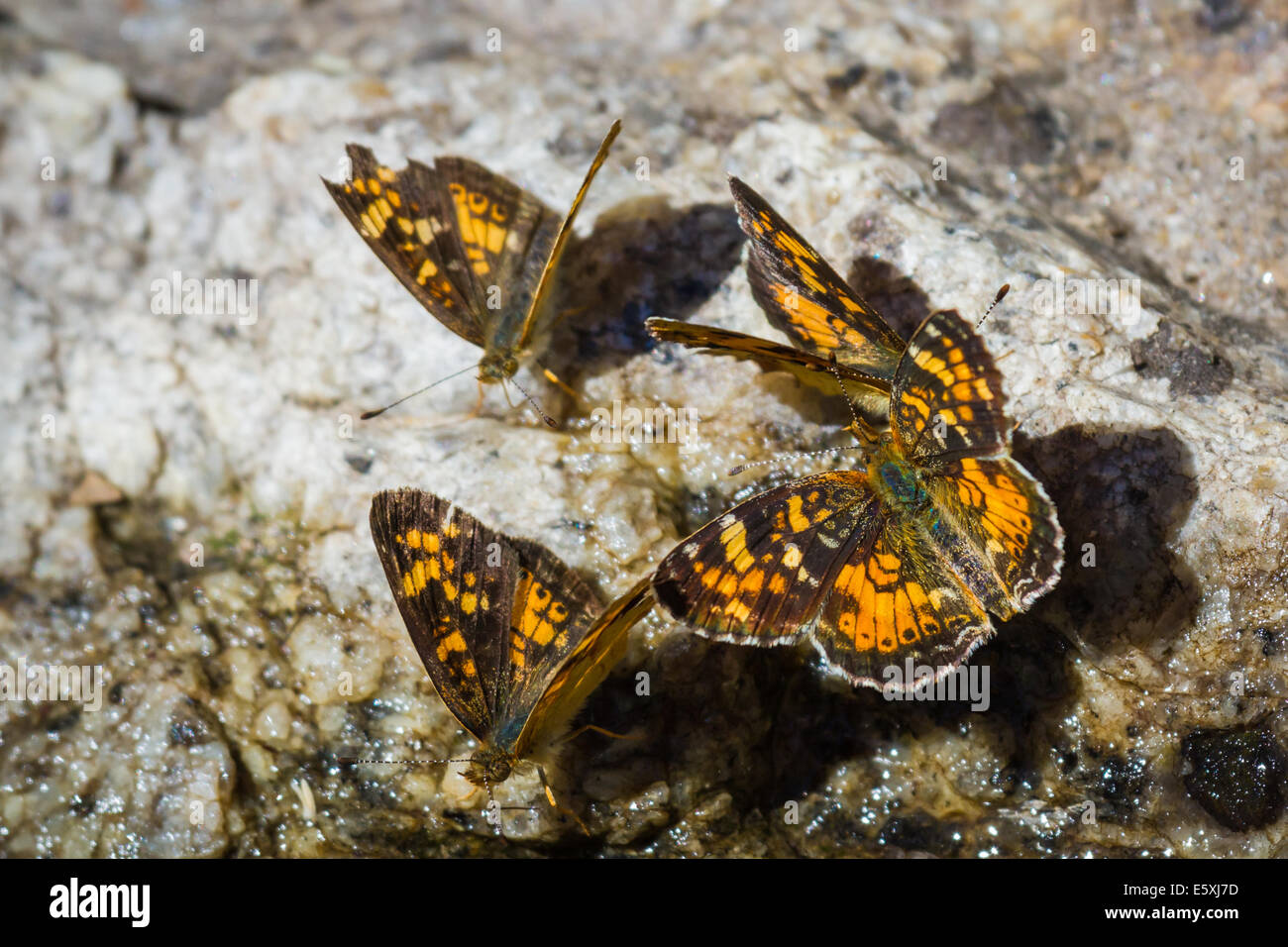Butterflies group close up hi-res stock photography and images - Alamy