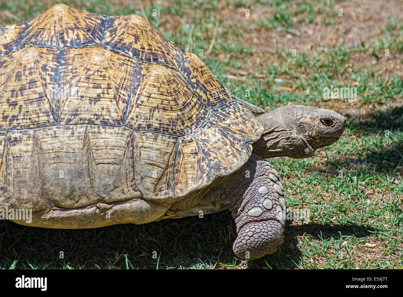 Large carapace hi-res stock photography and images - Alamy