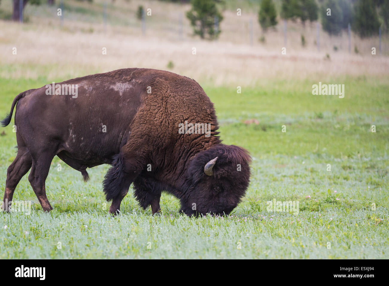 Buffalo on grass in spring hi-res stock photography and images - Alamy