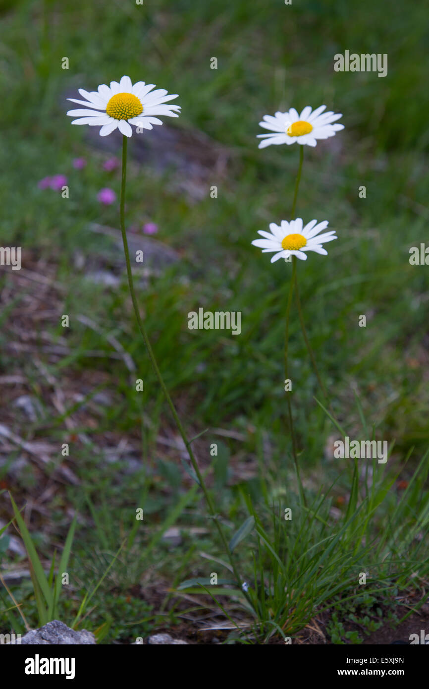 The flower of oxeye daisy leucanthemum vulgare hi-res stock photography ...