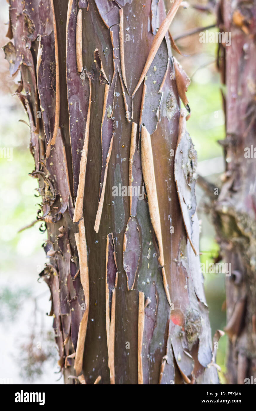 peeled bark of a tree trunk Stock Photo - Alamy