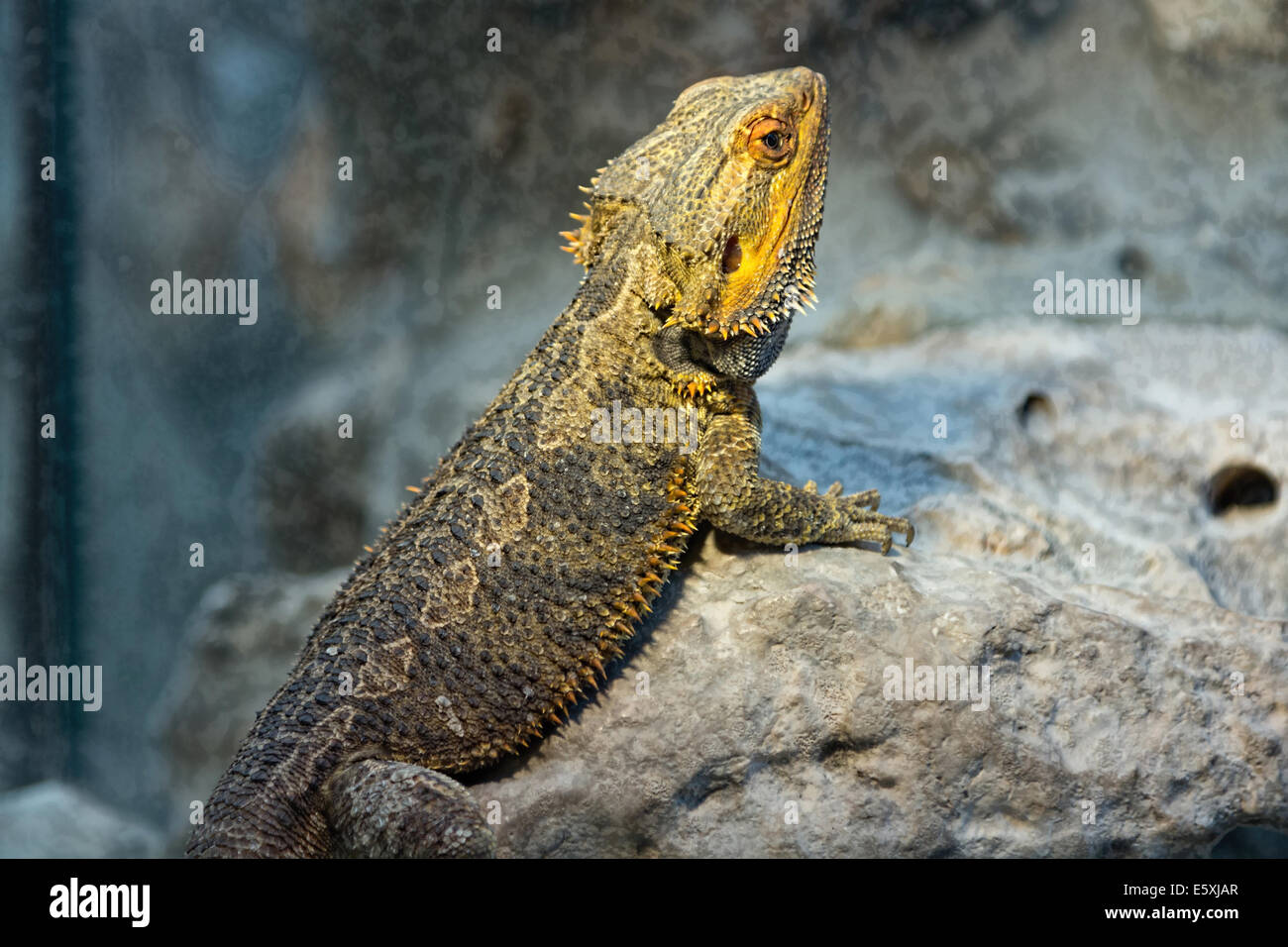 Lizard arid areas Stock Photo - Alamy