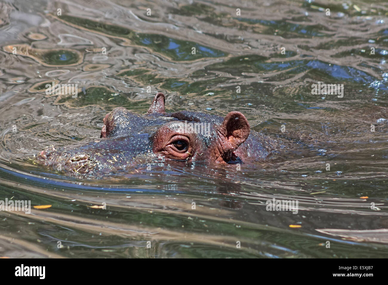 African hippo resting in the water Stock Photo - Alamy