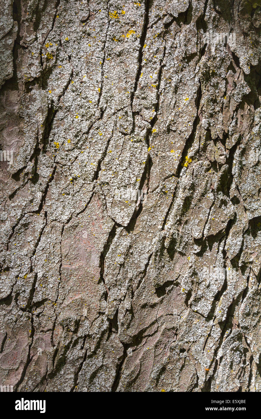 macro background with tree bark Stock Photo - Alamy