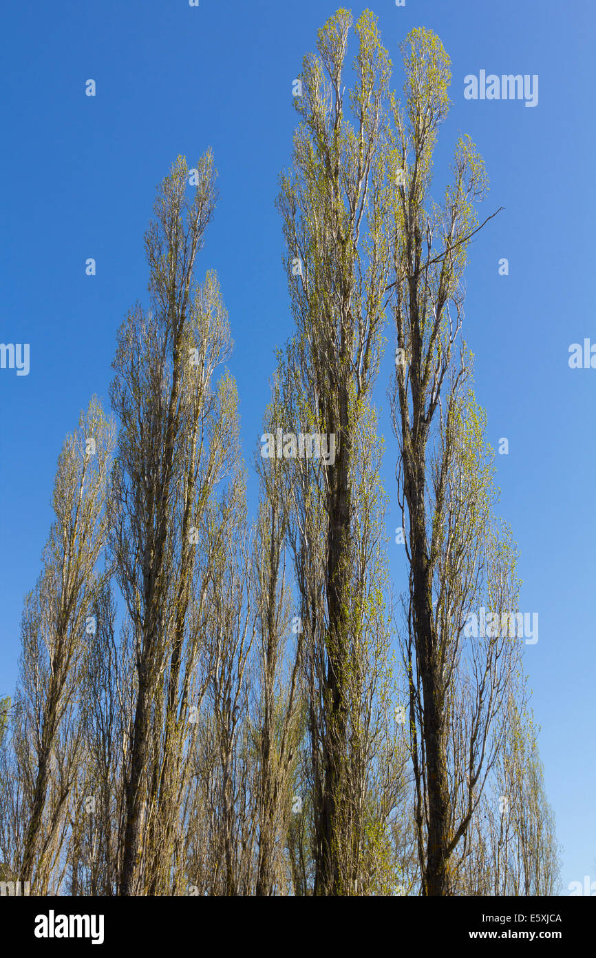 Woodland elms hi-res stock photography and images - Alamy