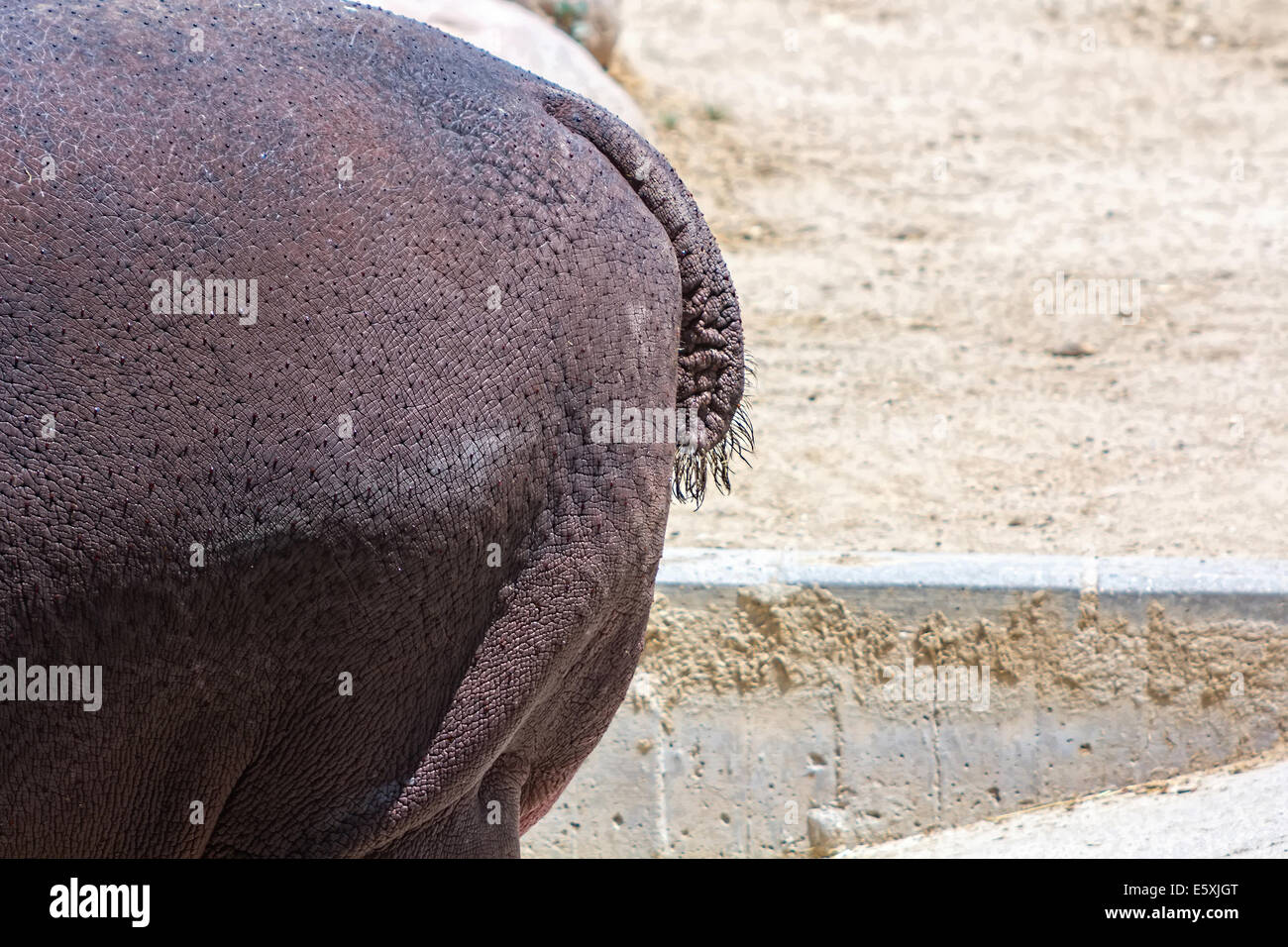 detail of the tail of an African hippo Stock Photo - Alamy