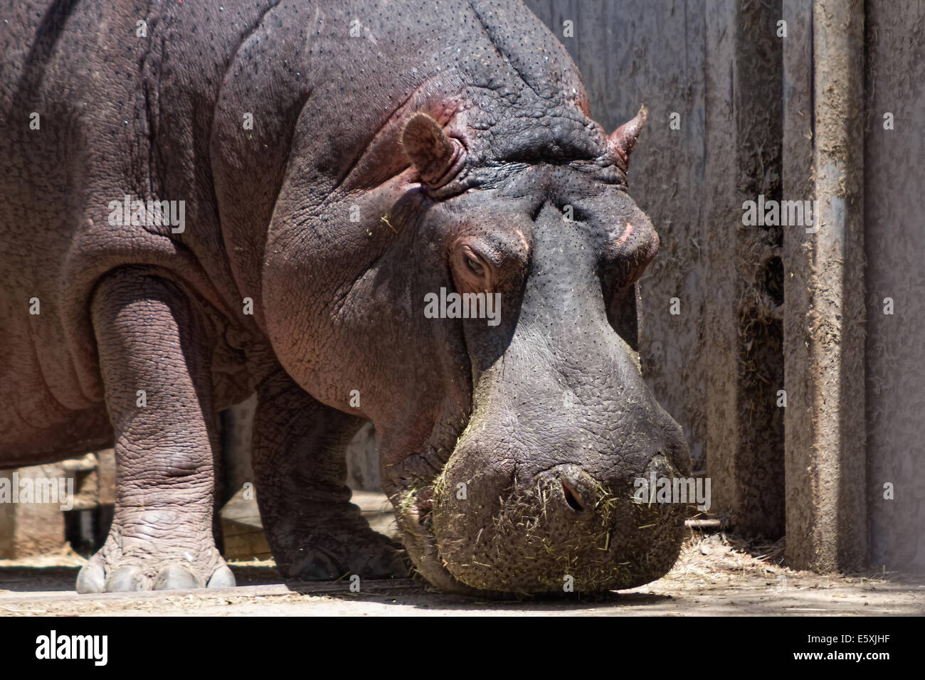 African hippo looking for food Stock Photo - Alamy