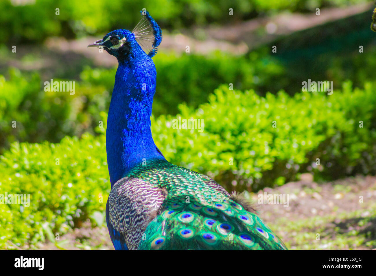 royal blue peacock neck rests in a garden Stock Photo - Alamy