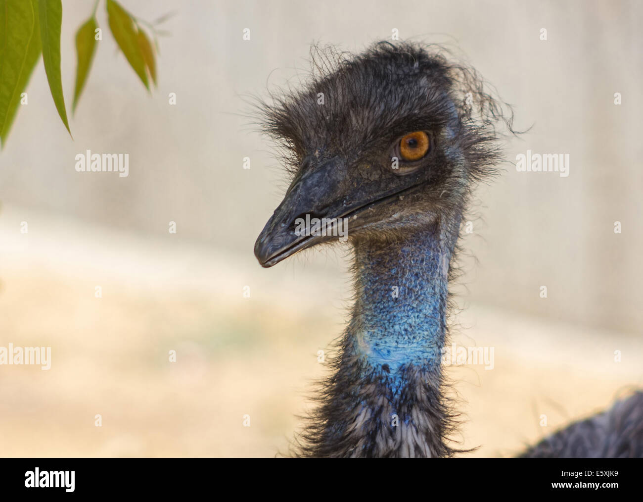 emu head, big eyes Stock Photo - Alamy